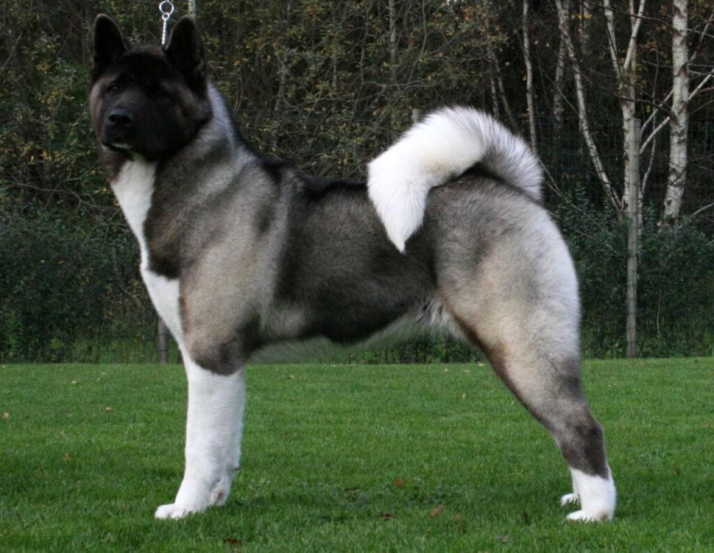 Cachorro americano: 5 raças para se apaixonar! - Tudo para o seu cachorro